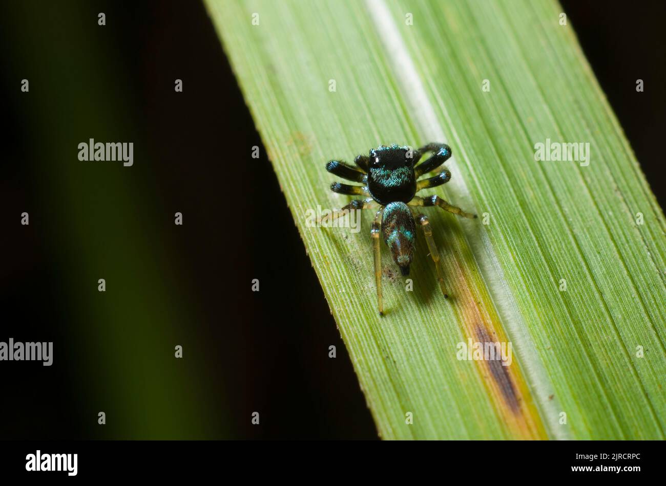 A macro shot of a Cosmophasis on a green leaf Stock Photo - Alamy