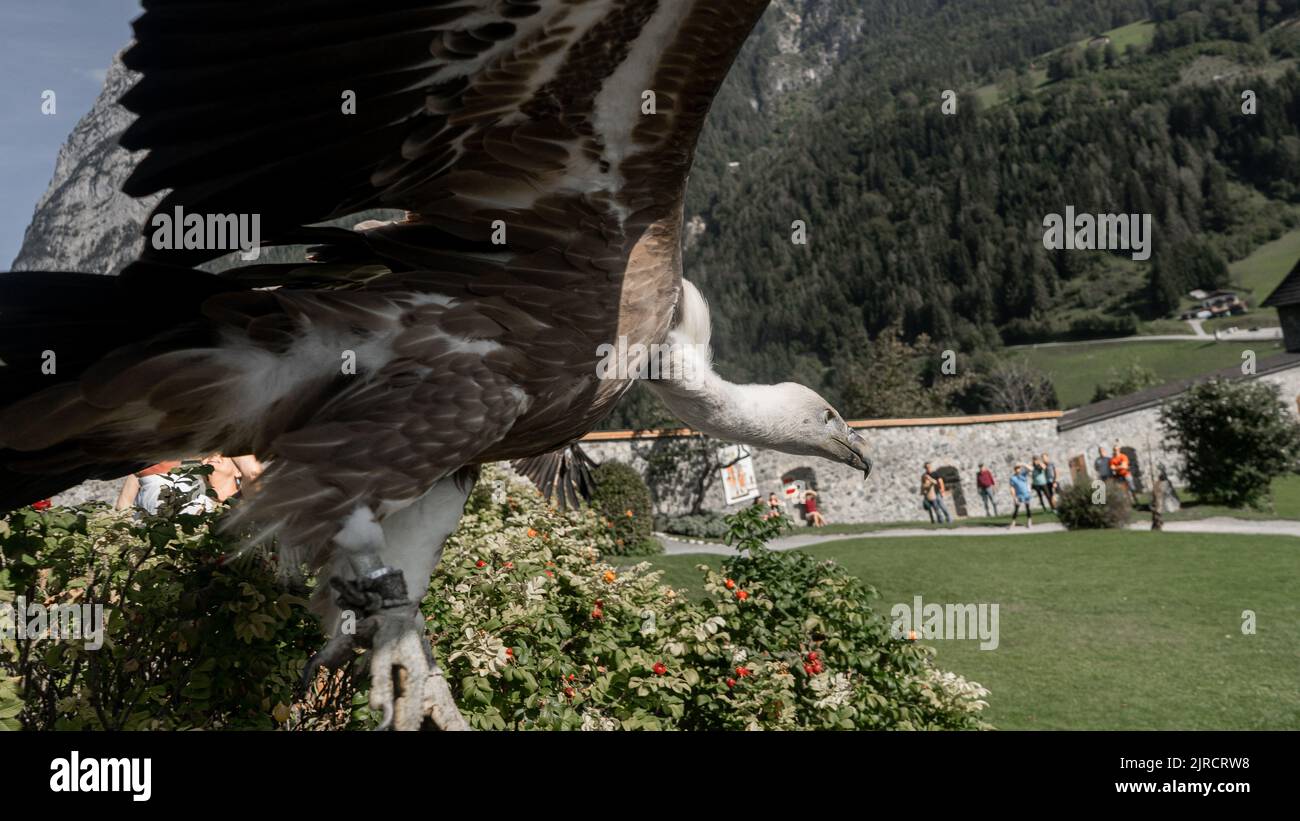 Eagle beak work hi-res stock photography and images - Alamy