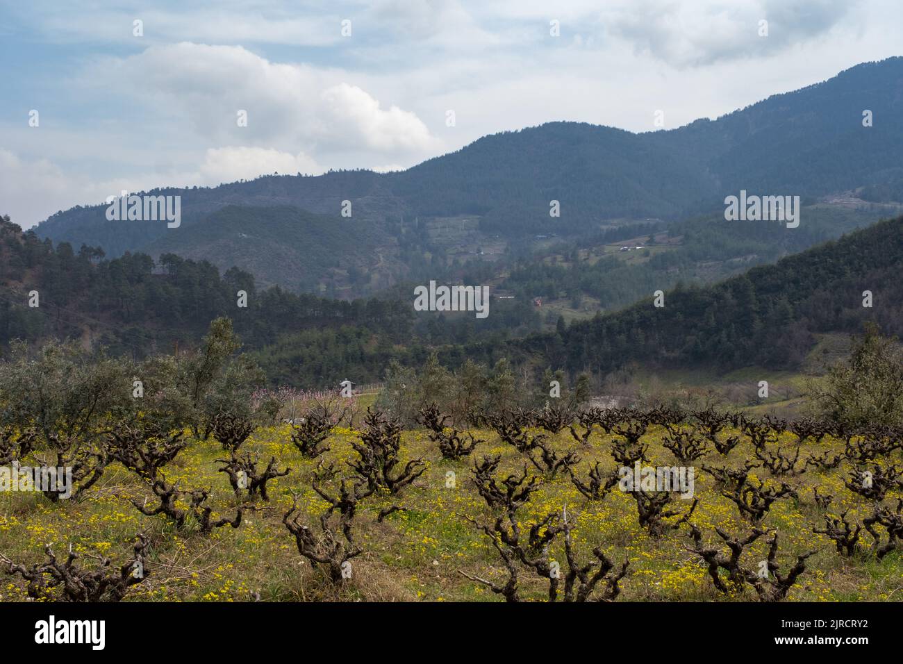 The vineyards on a hillside in Mersin, Turkey Stock Photo - Alamy