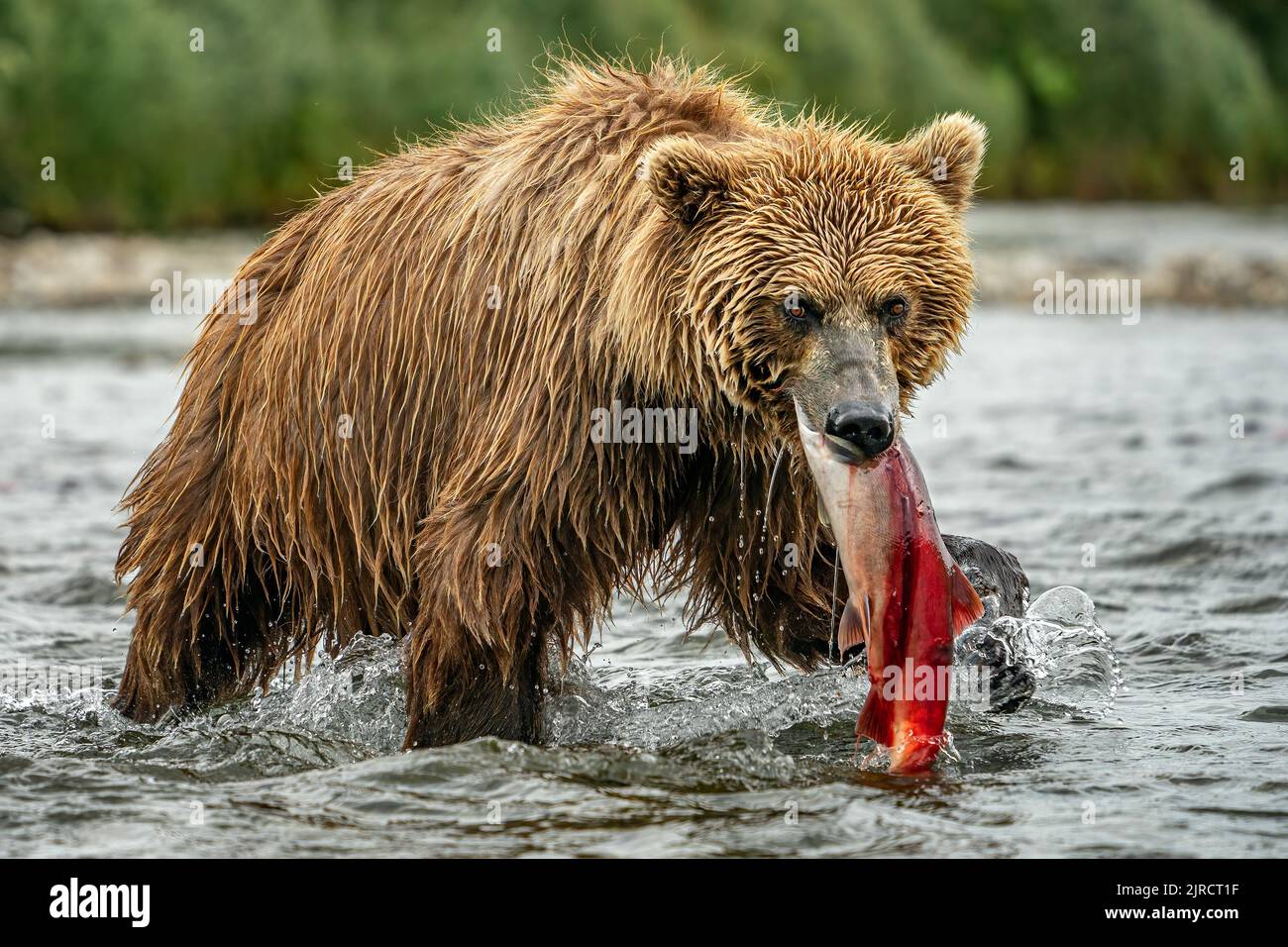 Brown Bear Chasing Salmon Stock Photo - Alamy