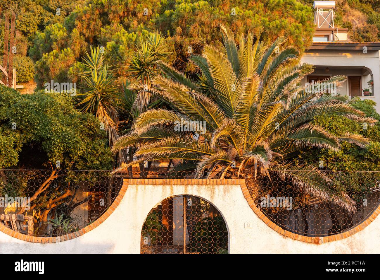 Green palm trees and bushes at Calabria seaside, Italy Stock Photo - Alamy