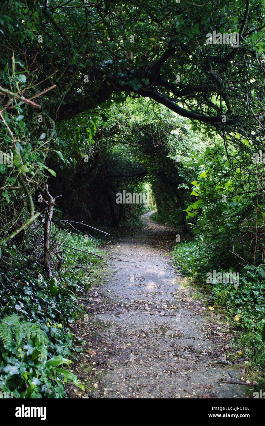A pathway covered with greenery in a beautiful park Stock Photo - Alamy