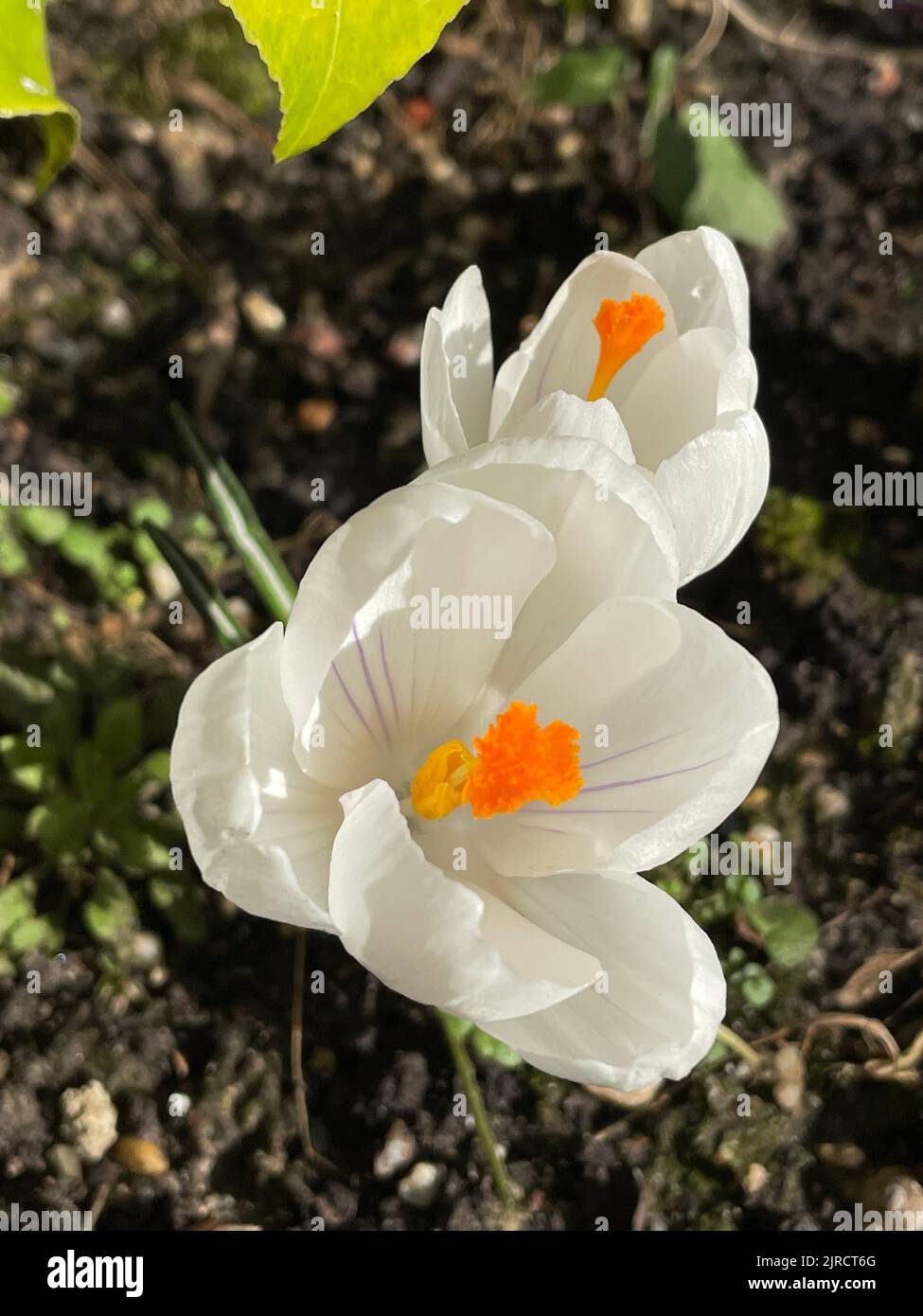 Narcis flower hi-res stock photography and images - Alamy