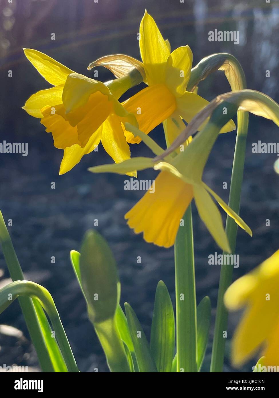 A yellow Narcis flowers blooming under sunlight on blurred background ...