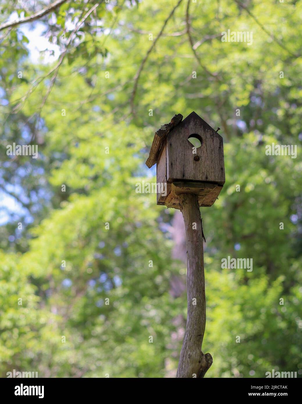 A vertical shot of a wooden treehouse against a background of lush tree ...