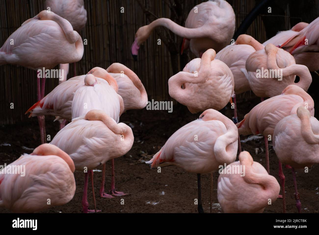 A group of sleeping flamingos in an interesting position on a muddy ...