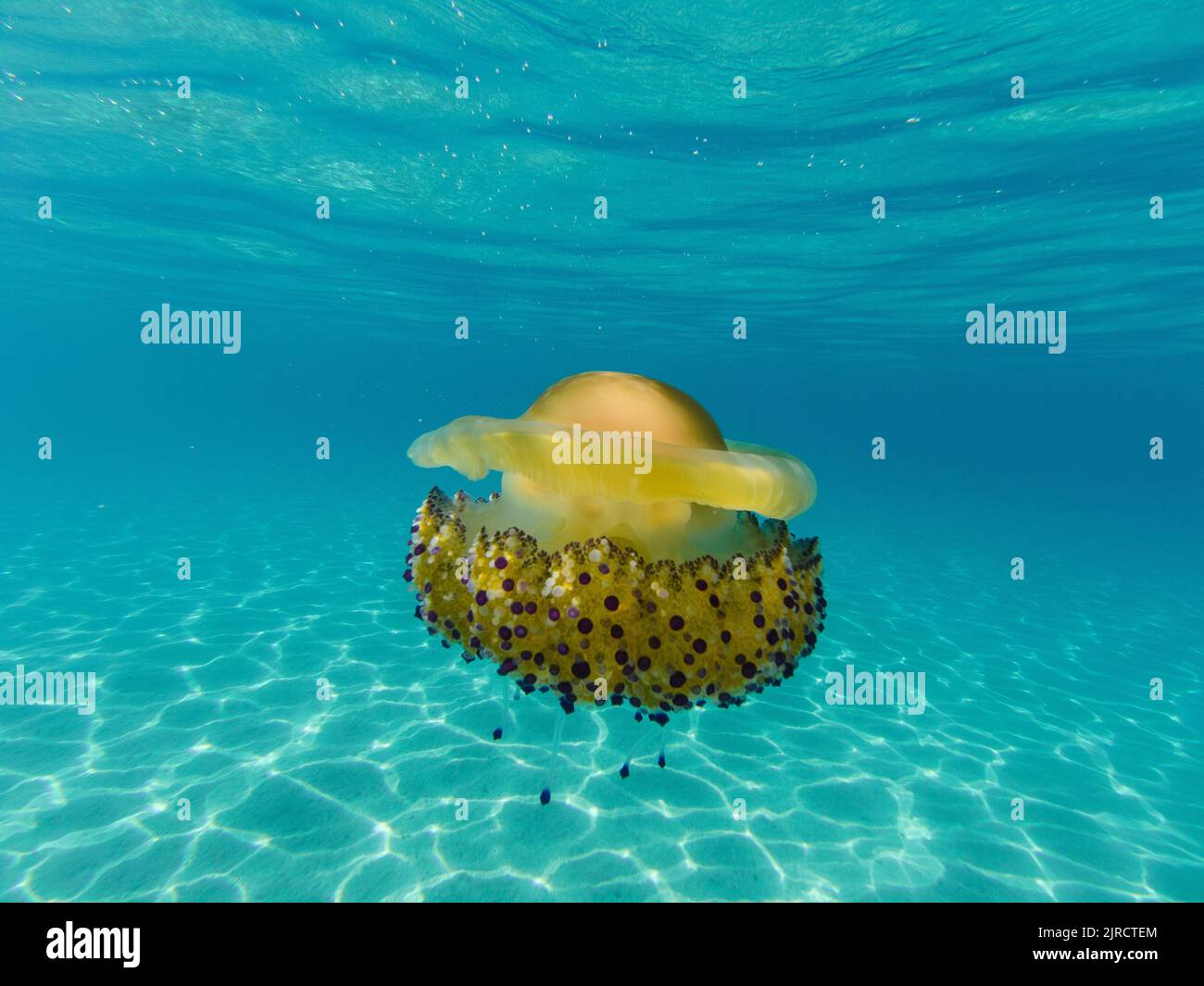Phacellophora Camtschatica Fried Egg Jellyfish in sea Stock Photo - Alamy