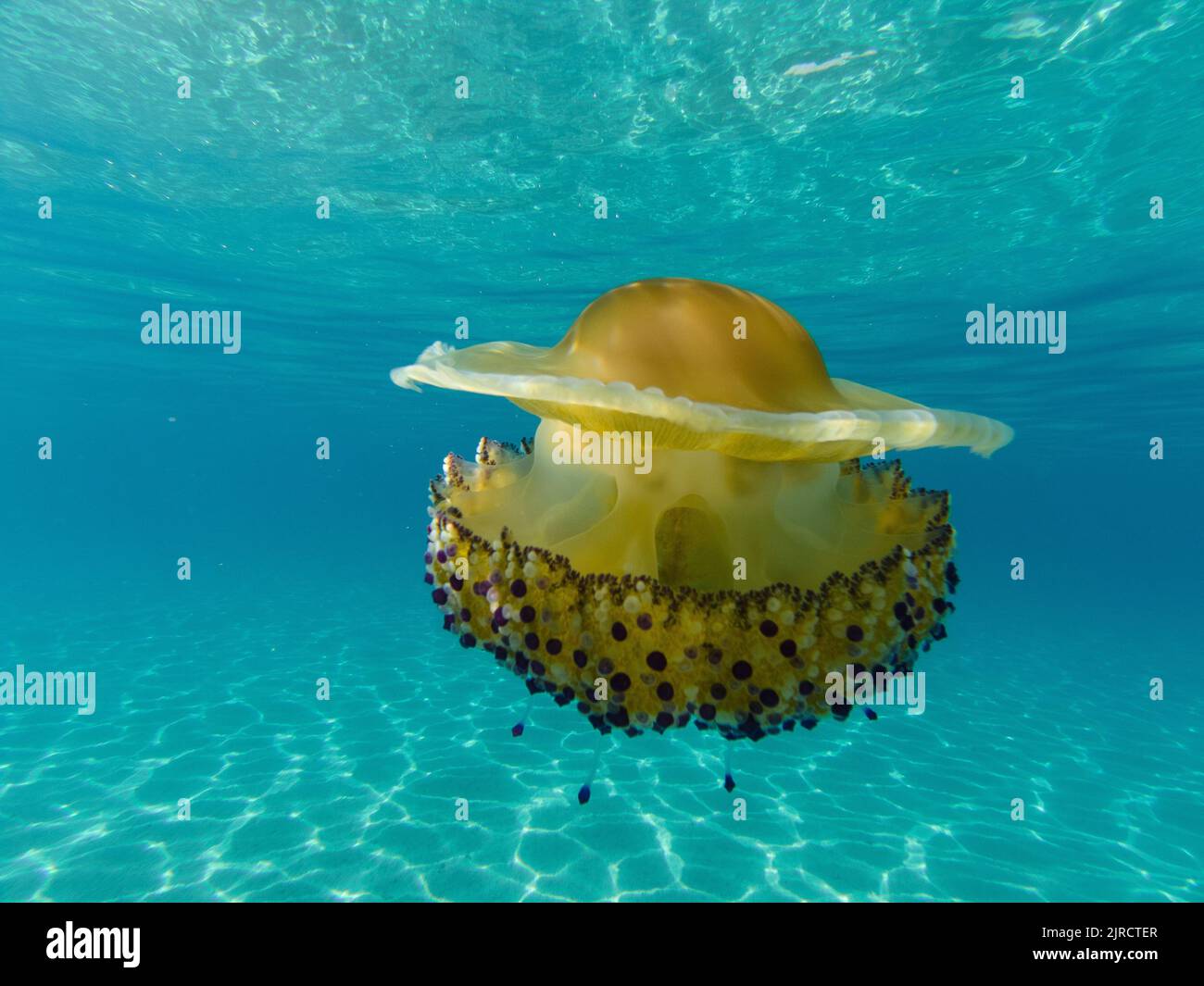 Phacellophora Camtschatica Fried Egg Jellyfish in sea Stock Photo - Alamy