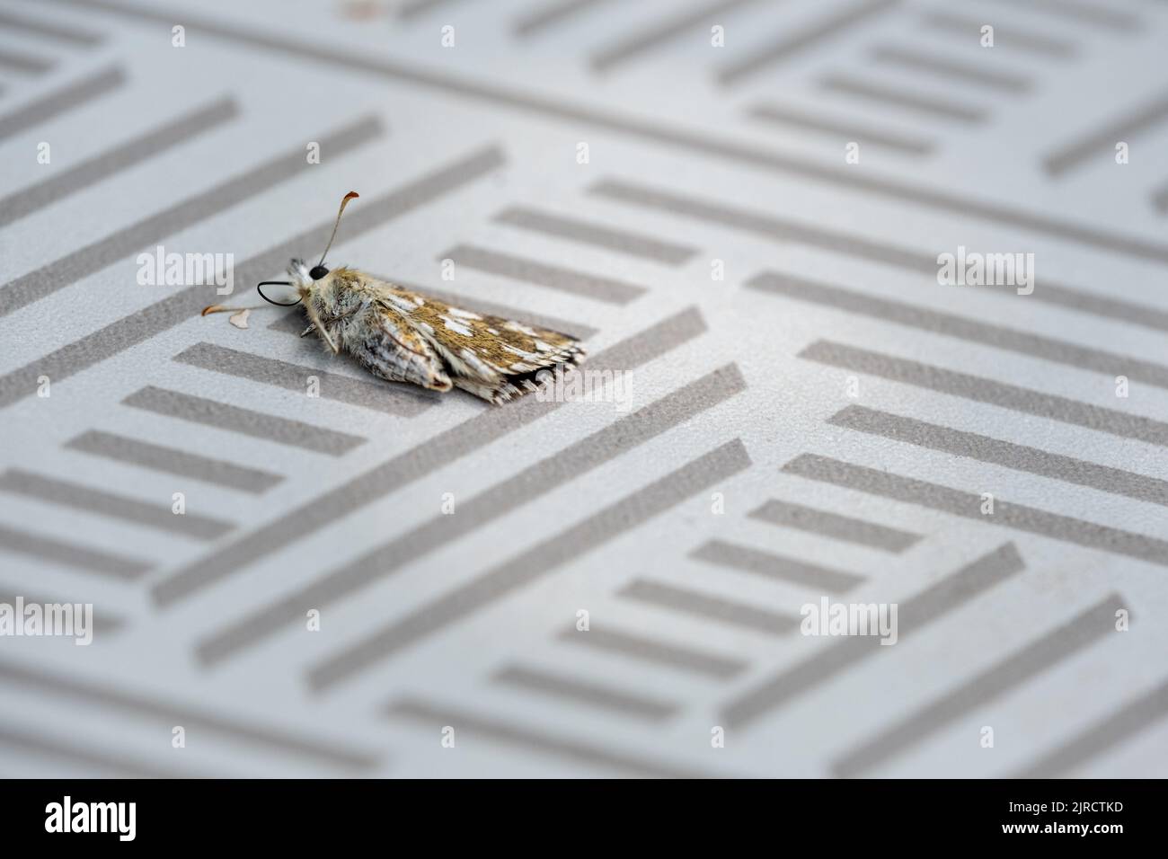 A Lepidoptera lying on the ground Stock Photo - Alamy