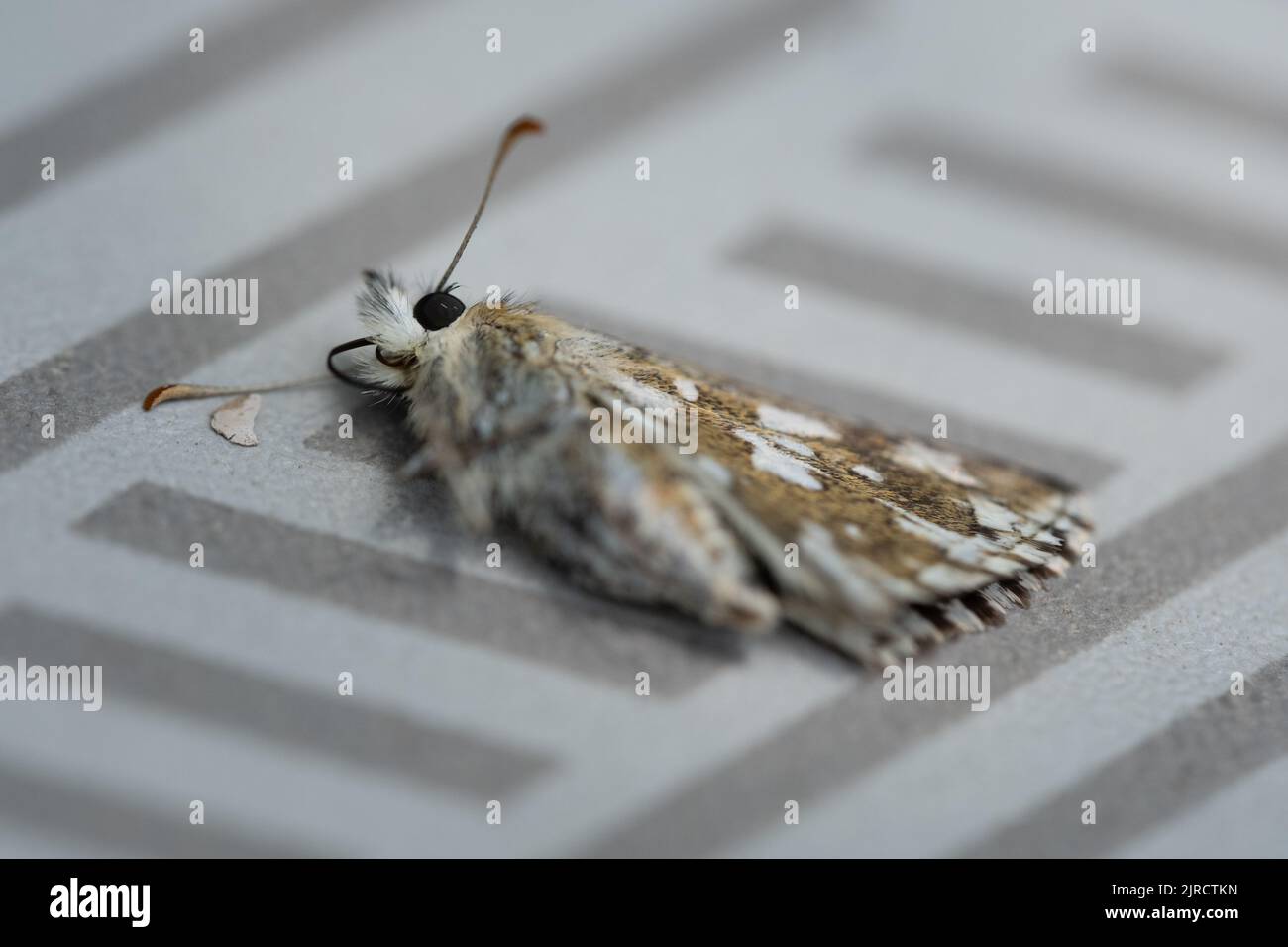 A Lepidoptera lying on the ground Stock Photo - Alamy