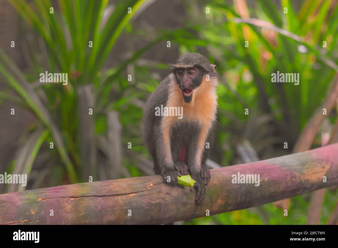 Little Monkey Hold a Leaf On The Tree - Wide Shoot Stock Photo - Alamy