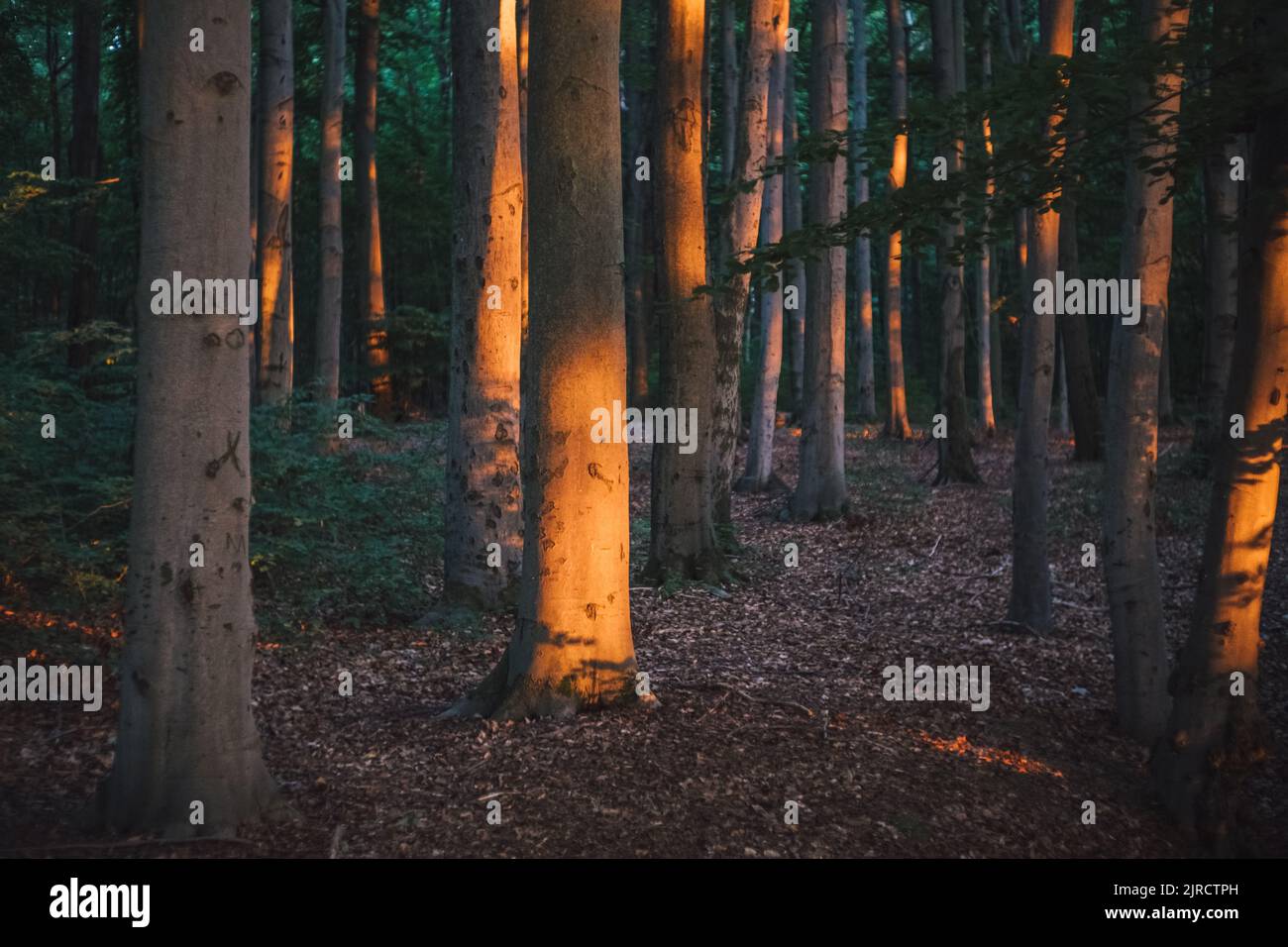 The tree trunks in a forest covered by sunlight Stock Photo - Alamy