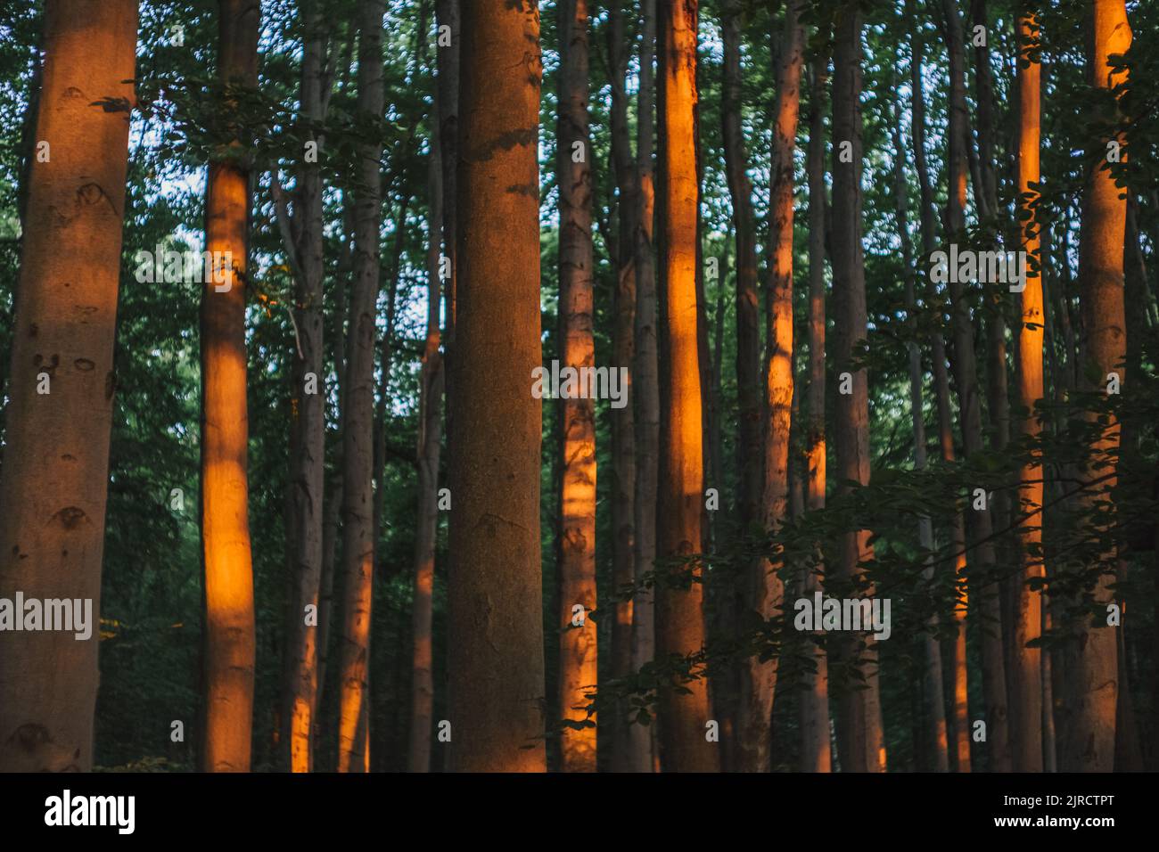 The tree trunks in a forest covered by sunlight Stock Photo - Alamy