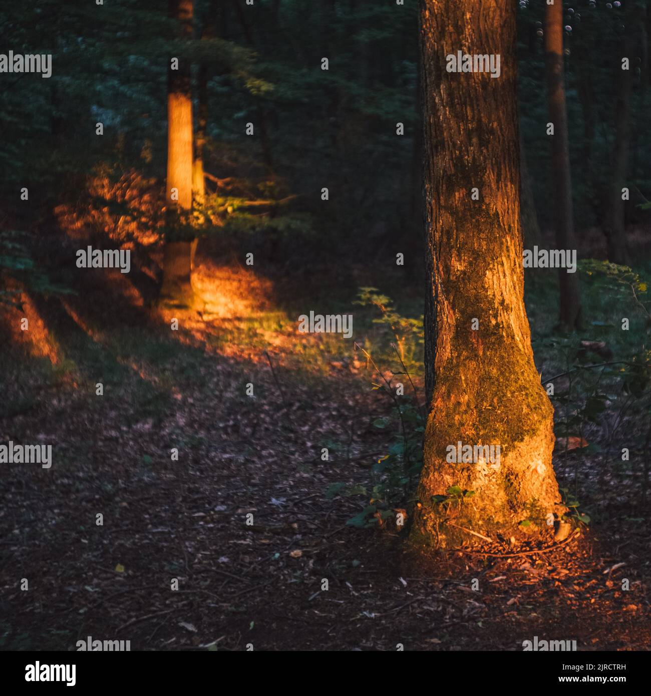 The tree trunks in a forest covered by sunlight Stock Photo - Alamy