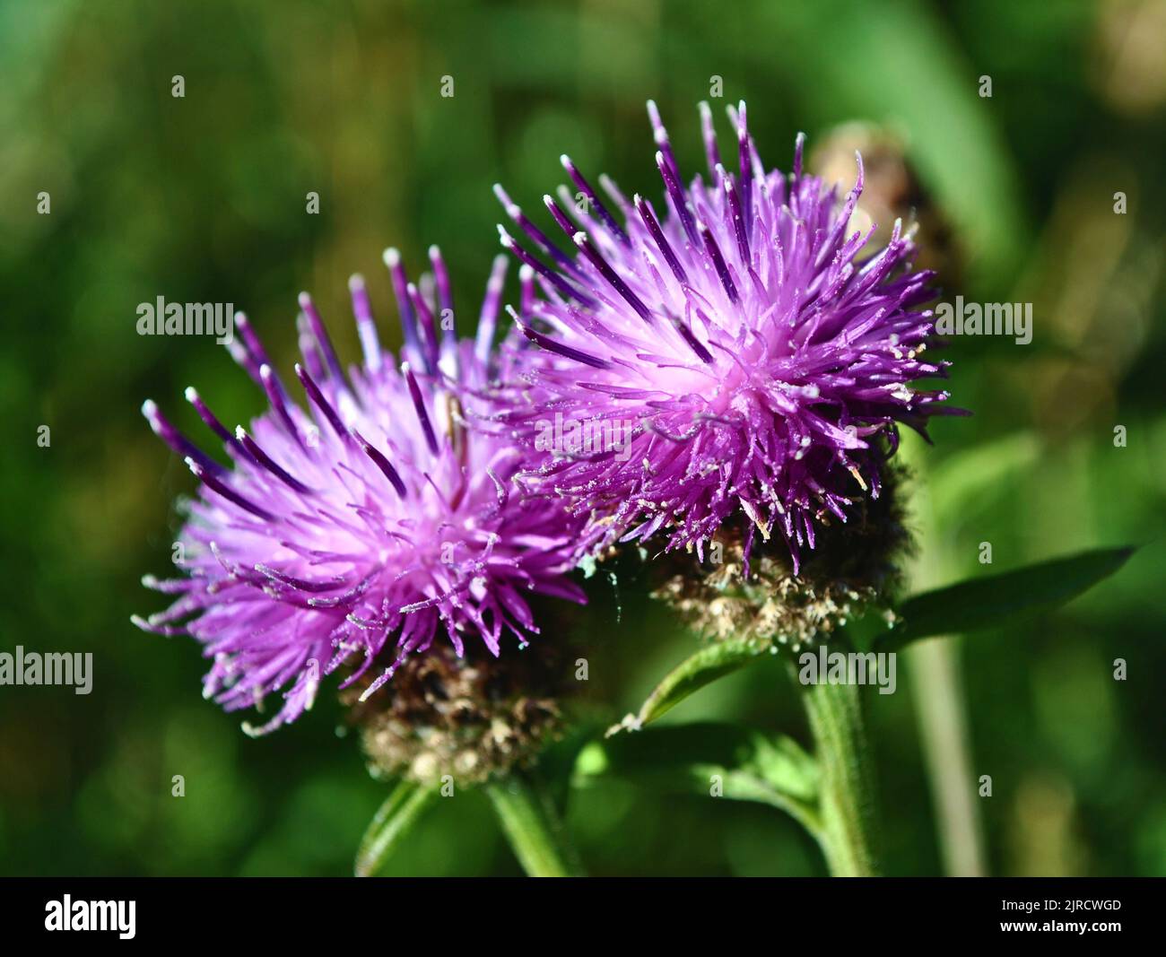 Thistles purple flowers hi-res stock photography and images - Alamy