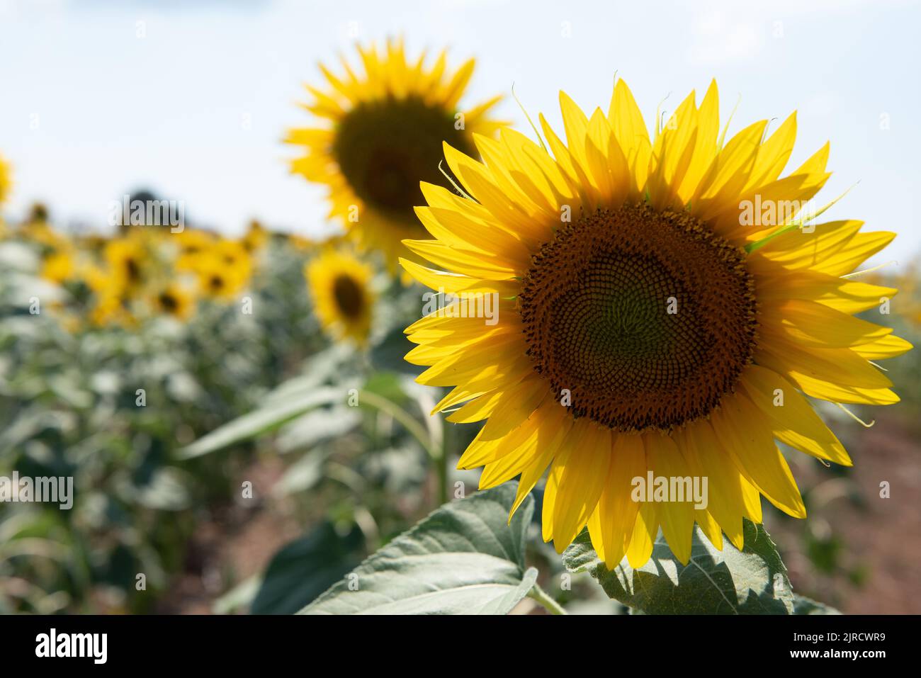 Closeup of spring sunflowers hi-res stock photography and images - Alamy