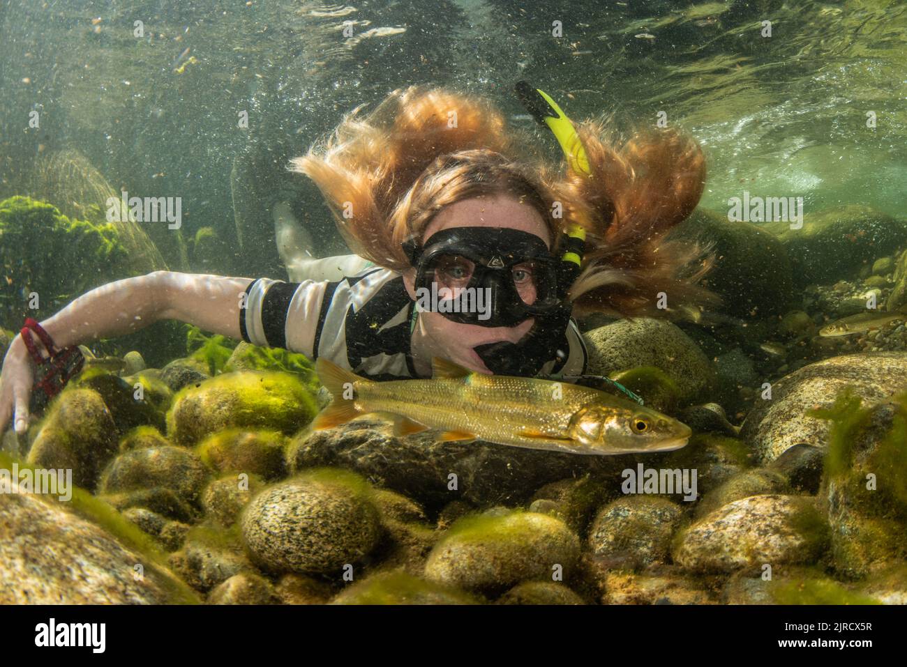 A female snorkeler in a river looking at fish, Sacramento pikeminnow ...