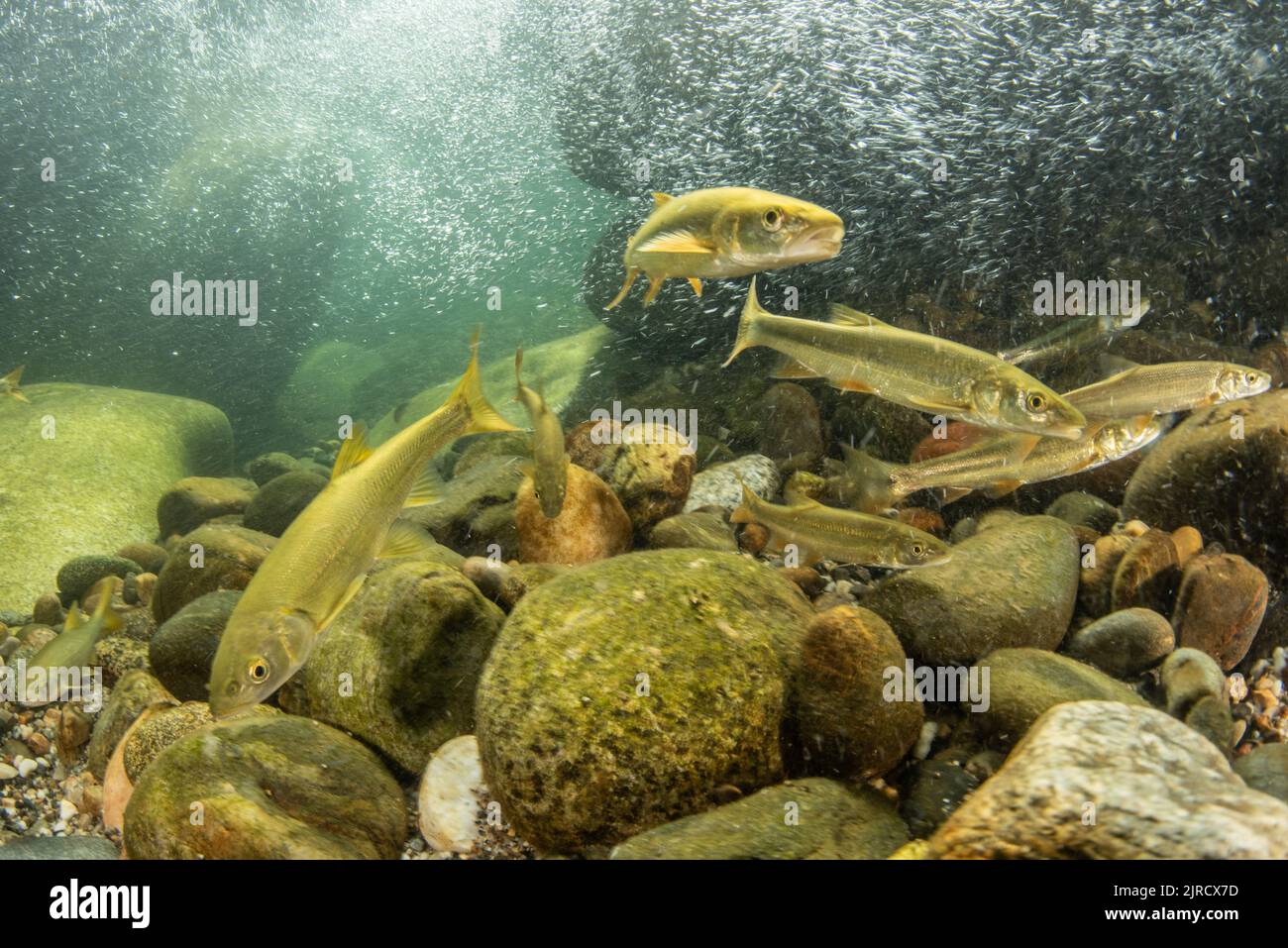 A heardhead (Mylopharodon conocephalus) schooling with Sacramento ...