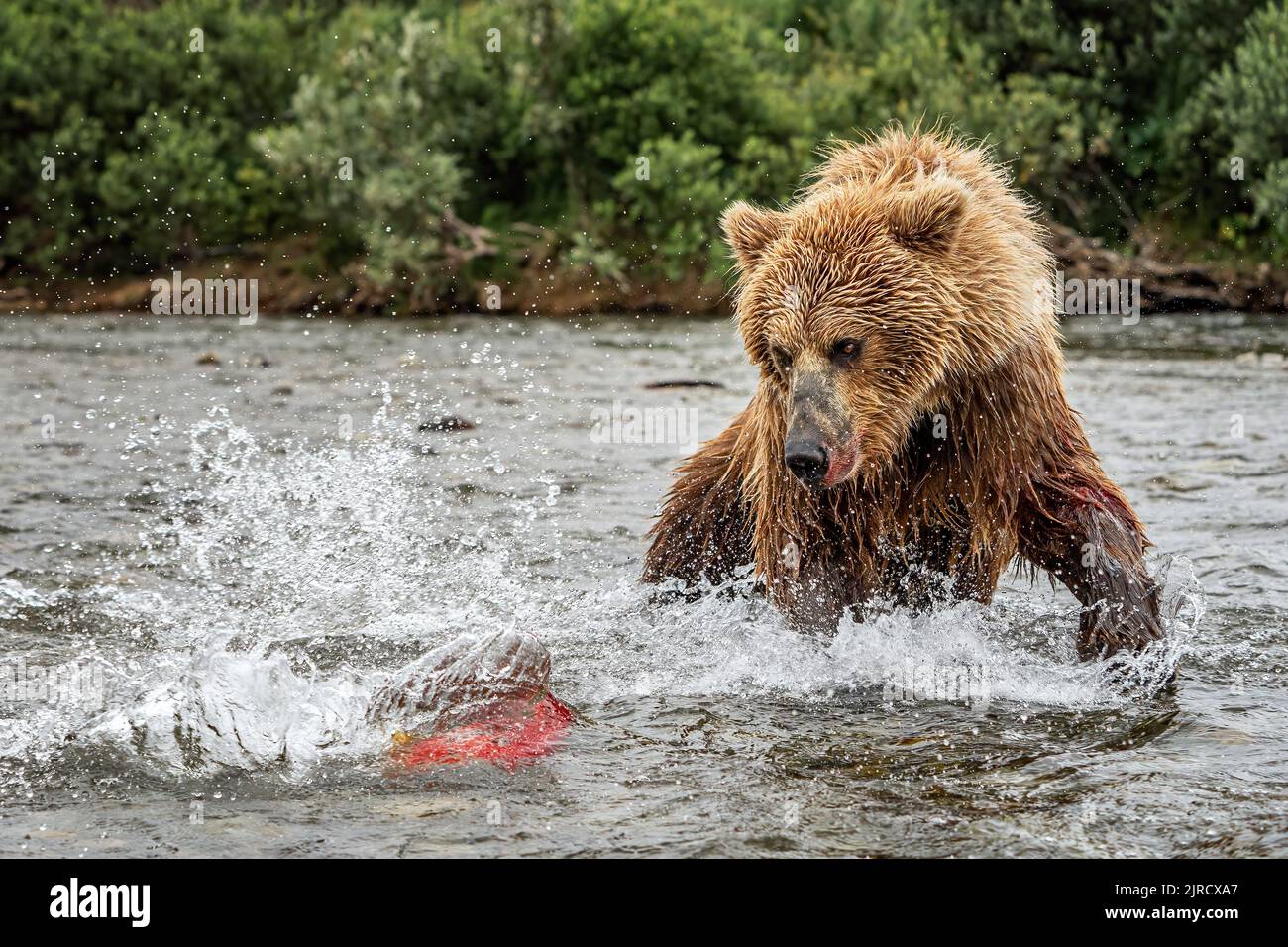 Brown Bear Chasing Salmon Stock Photo - Alamy