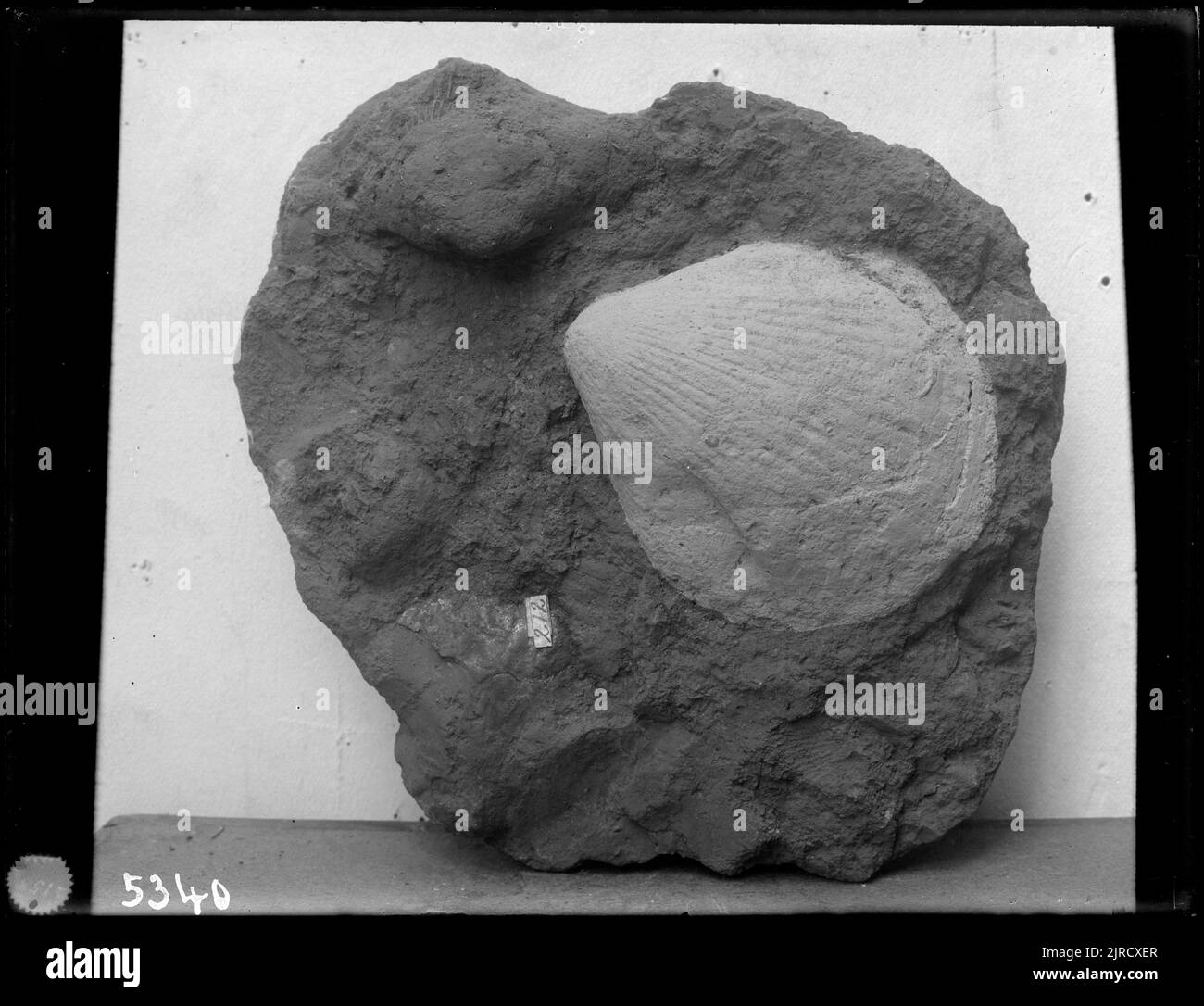 Brachiopod fossil hi-res stock photography and images - Alamy