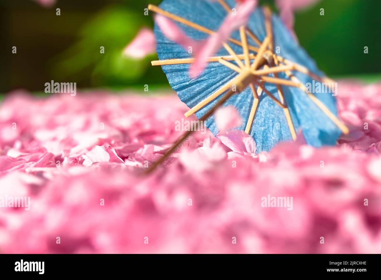 Pink cherry petals falling hi-res stock photography and images - Alamy