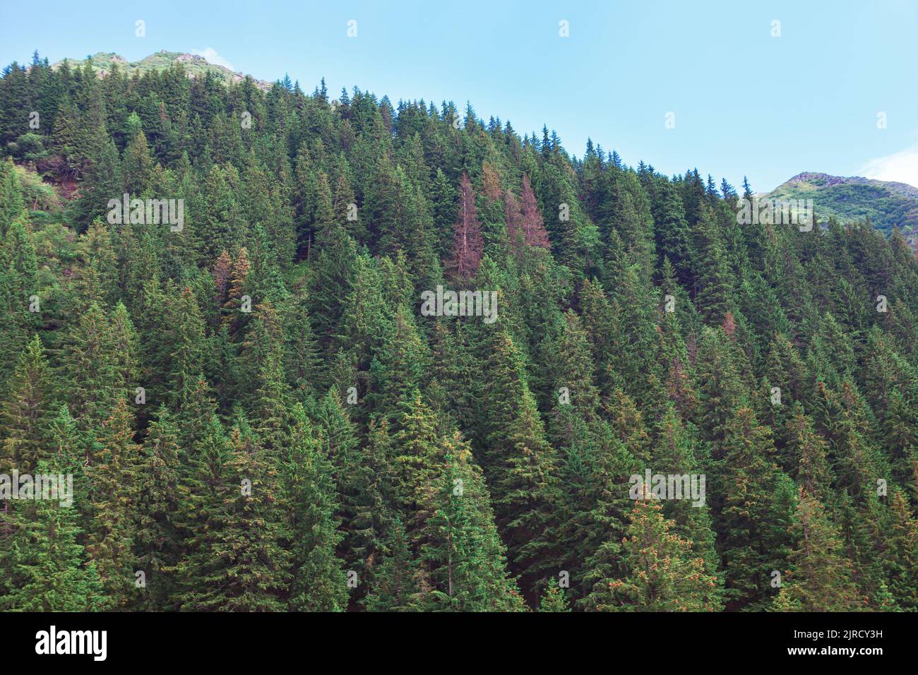 Mountain with coniferous forest . Tall pine trees . Woodland with fir trees . Evergreen nature ...