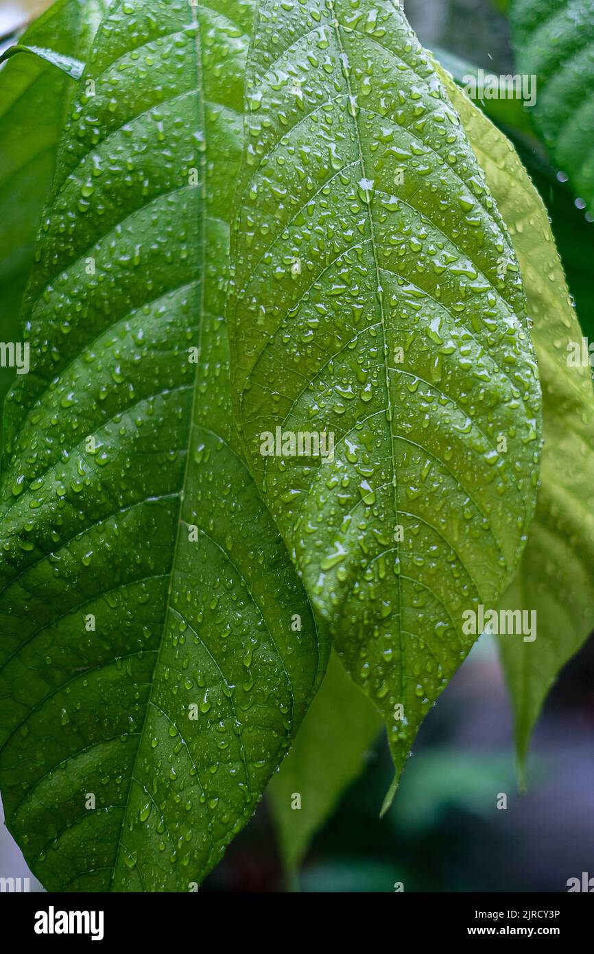 A vertical closeup of green leaves after a rain Stock Photo - Alamy