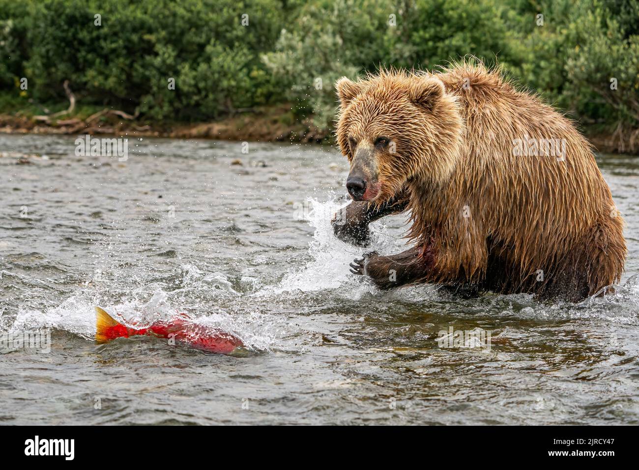 Brown Bear Chasing Salmon Stock Photo - Alamy