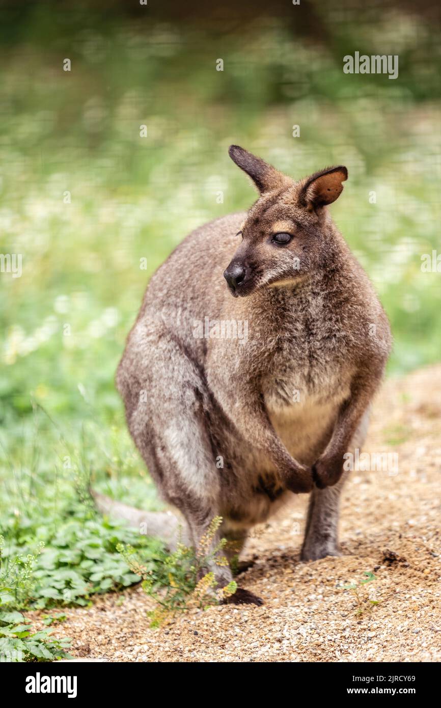 Small, furry kangaroo at a local zoo Stock Photo - Alamy