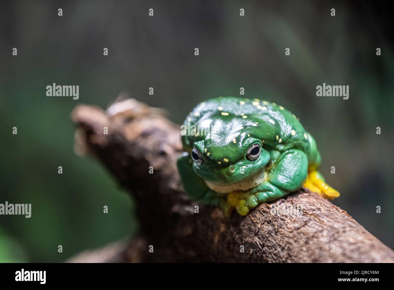 Small green tree frog sitting on a tree branch Stock Photo - Alamy