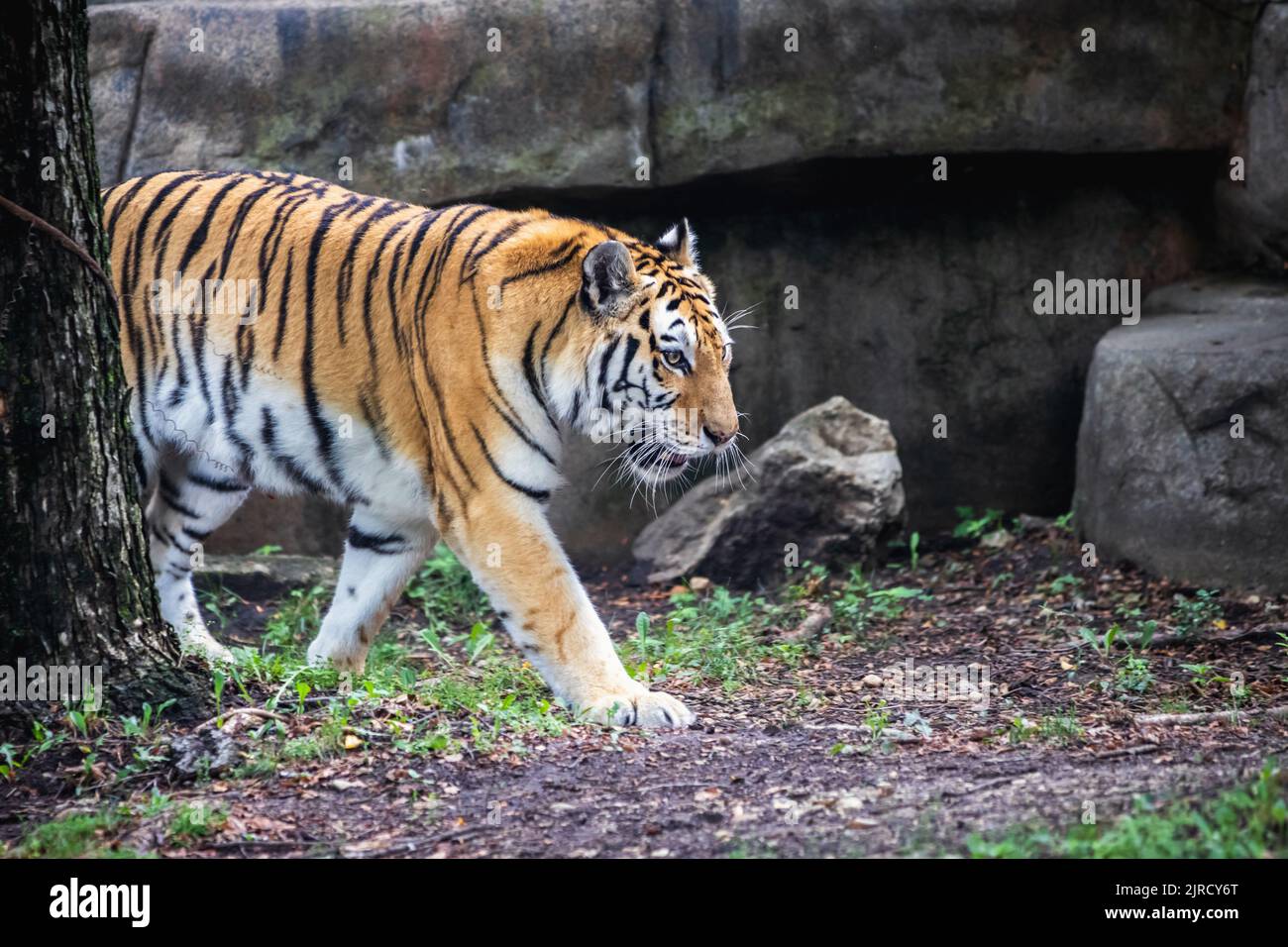 Zoo big cat exhibit hi-res stock photography and images - Alamy