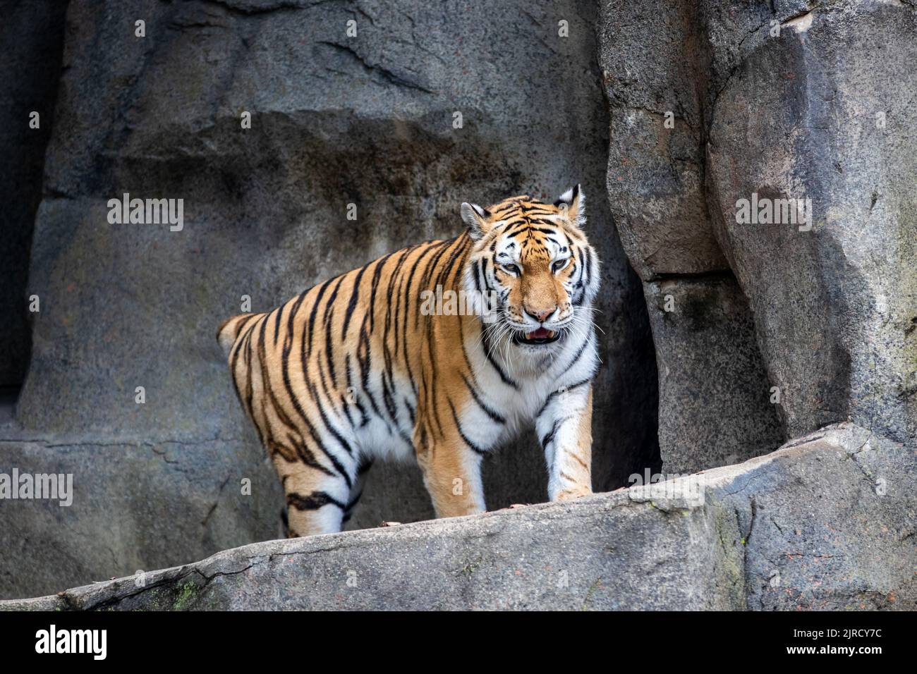 Beautiful Amur Tiger stands watching over exhibit at a local zoo Stock ...