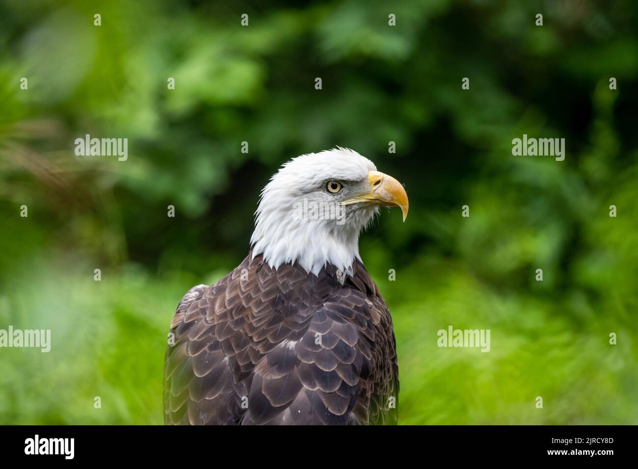 Majestic bald eagle perched in front of green trees in the summer sun ...