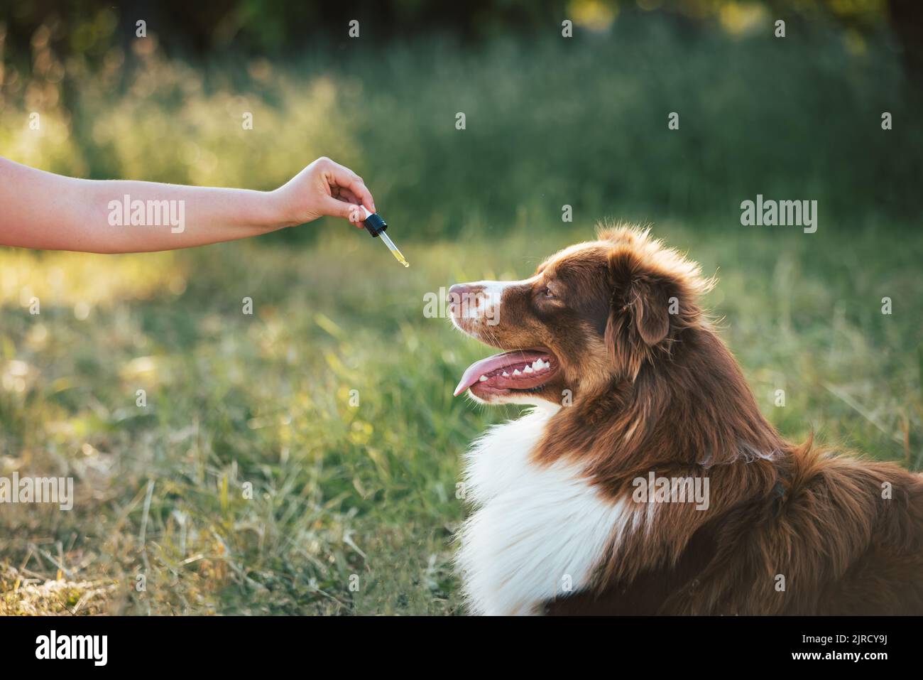 Hand giving dog CBD oil by licking a dropper pipette, Oral ...