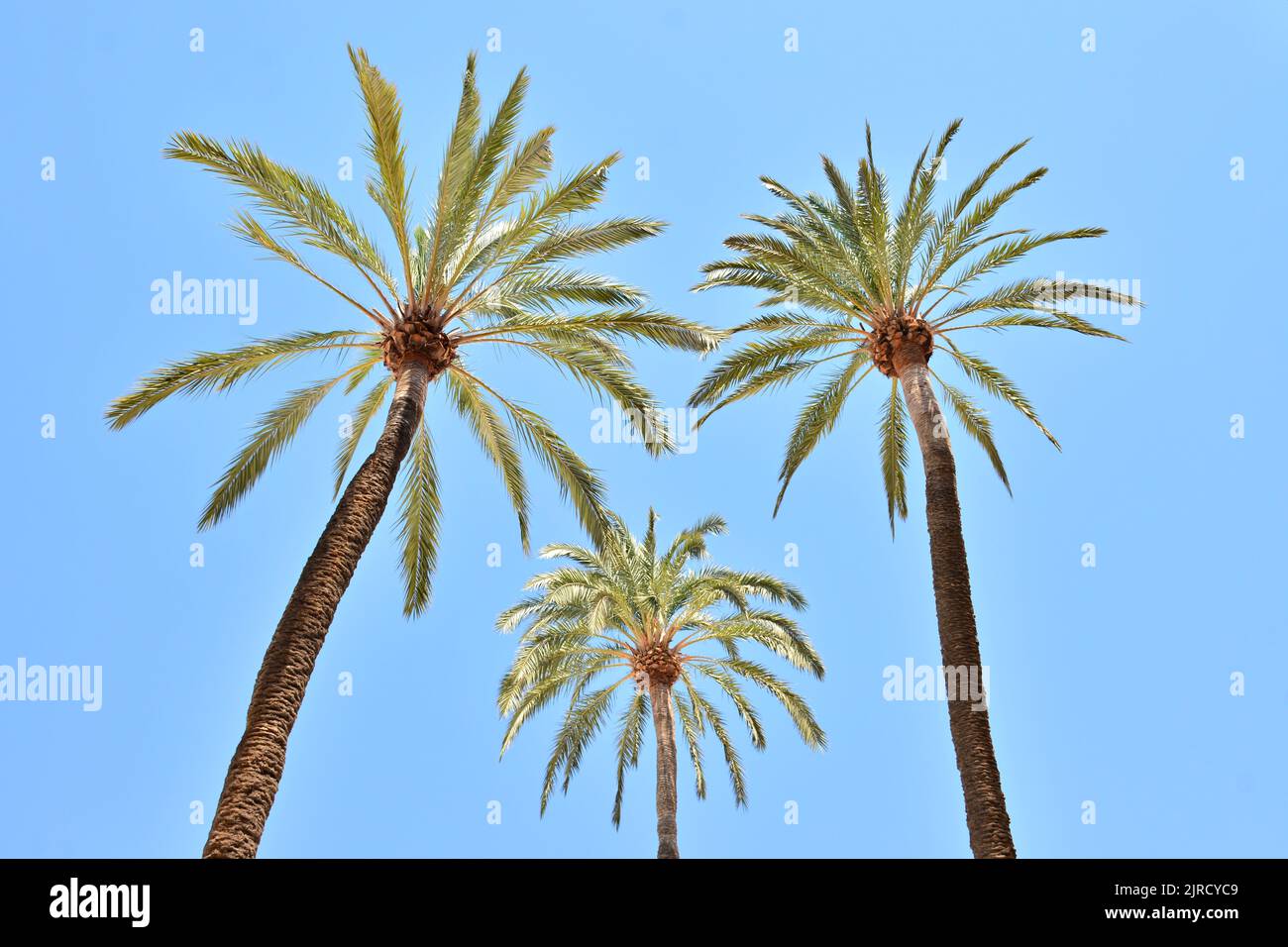 Palmera playa cielo playa hi-res stock photography and images - Alamy