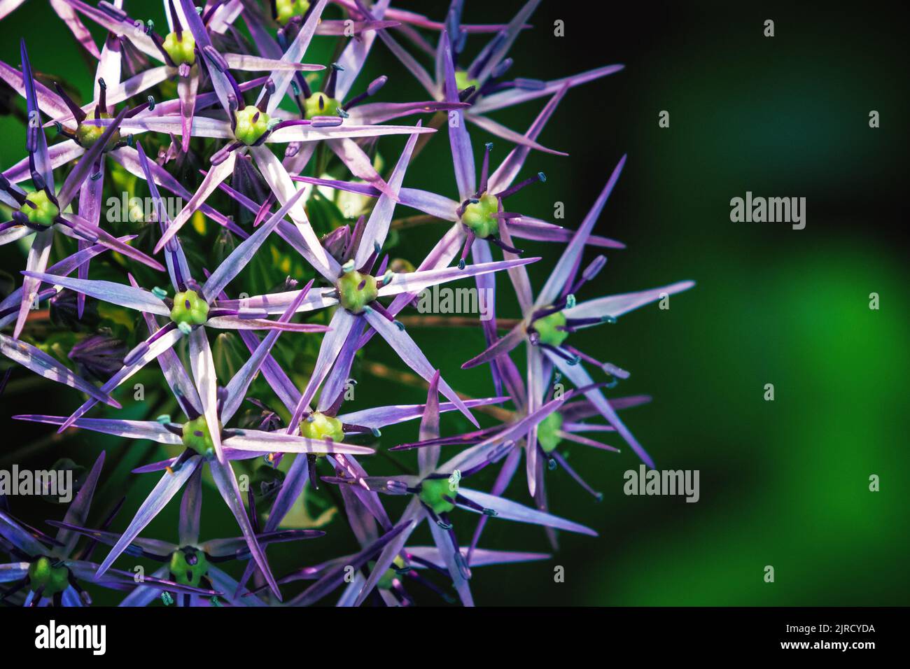 Close-up photograph of a group of small, purple flowers in a green ...