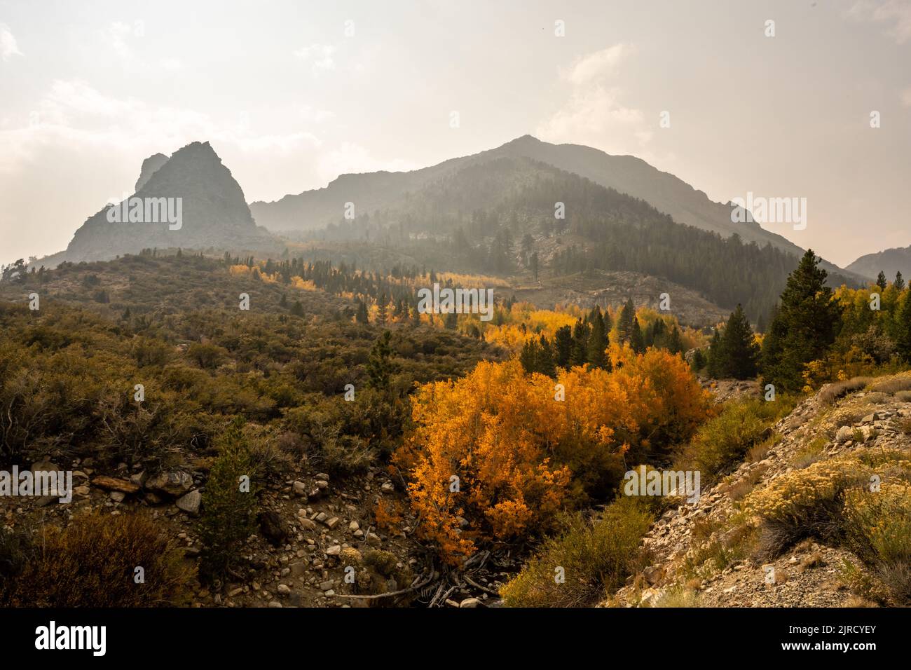 Fall Colors With Smoky Haze Near Tioga Pass in Yosemite National Park ...