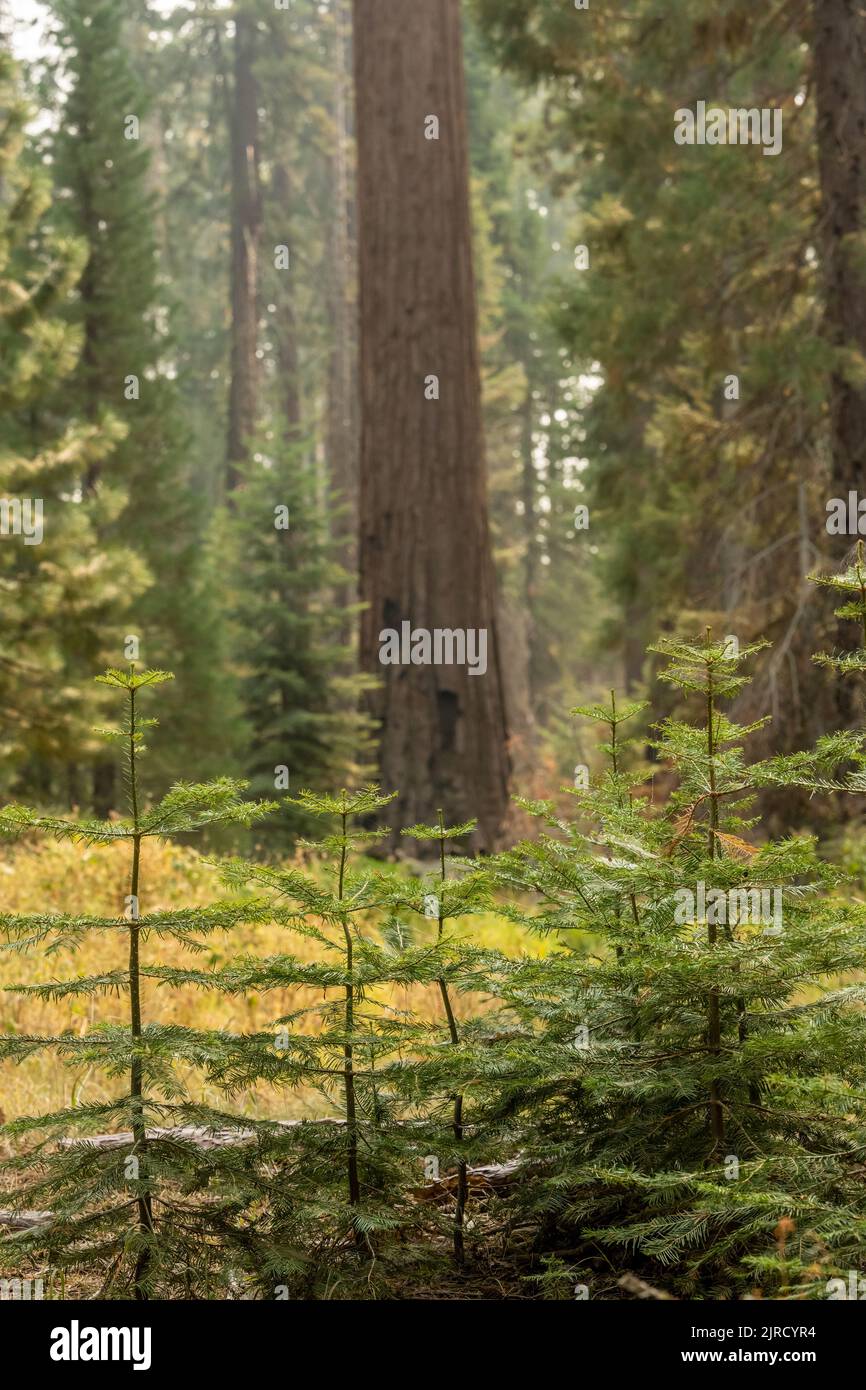 Grouping of Small Pine Trees With Giant Sequoia In The Distance in ...