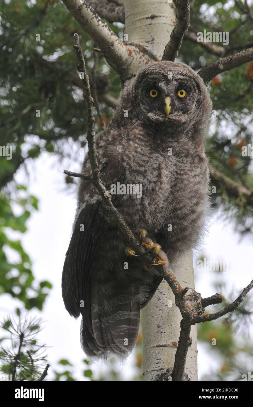 Baby Great Gray Owl in tree Stock Photo - Alamy