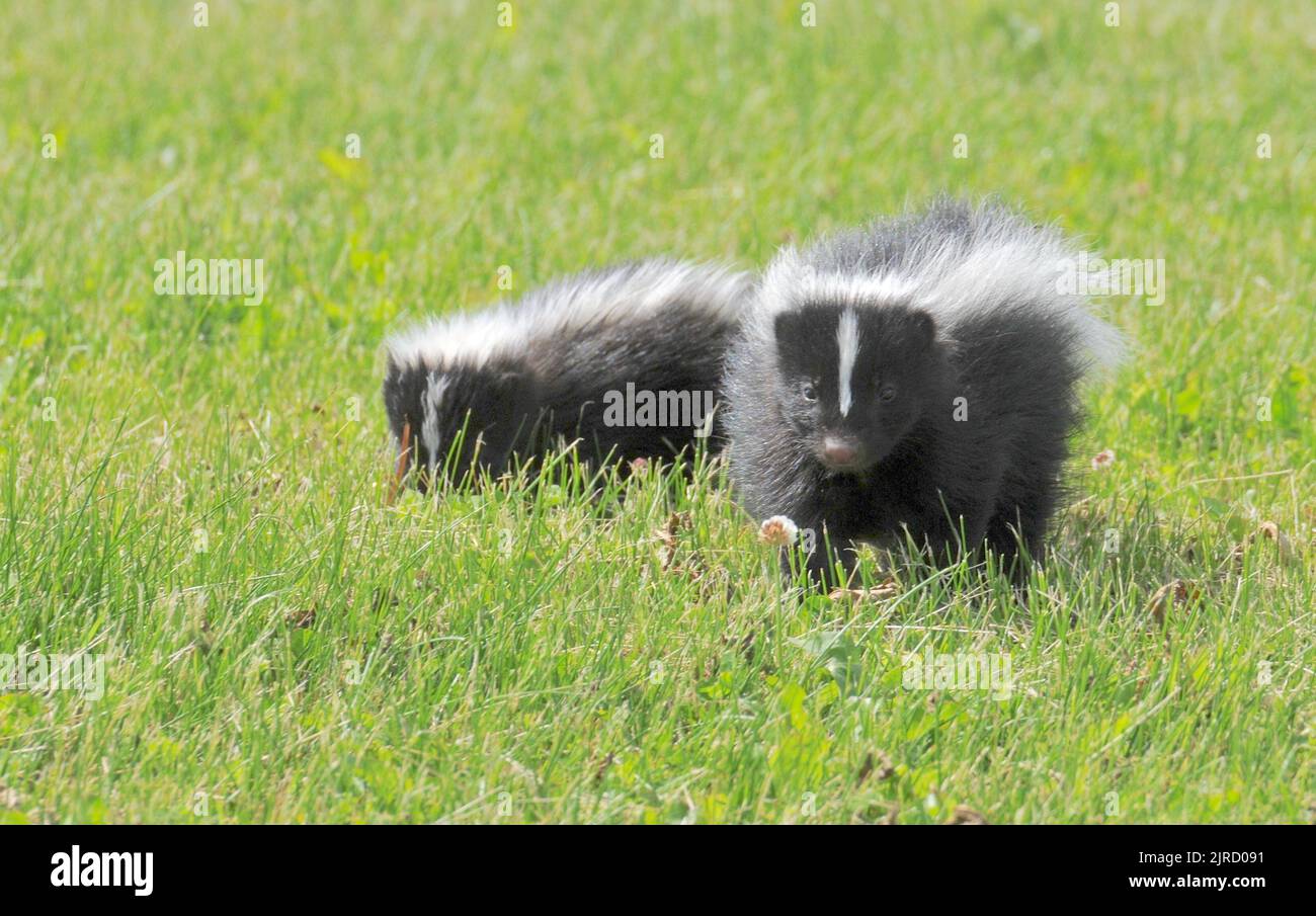 Baby skunk and mother in meadow Stock Photo - Alamy
