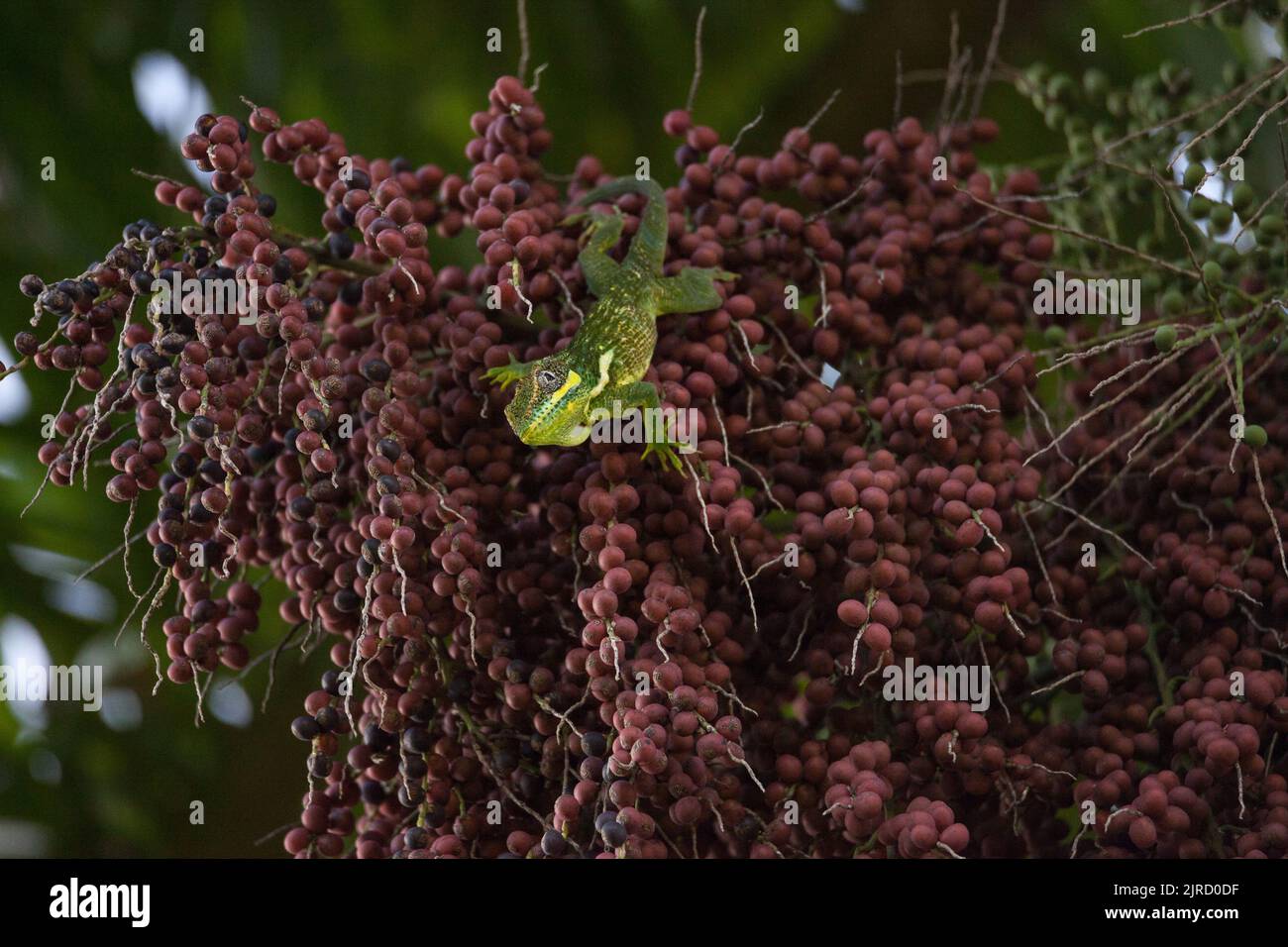 Knight anole Anolis equestris clings to the berries of a palm tree in ...