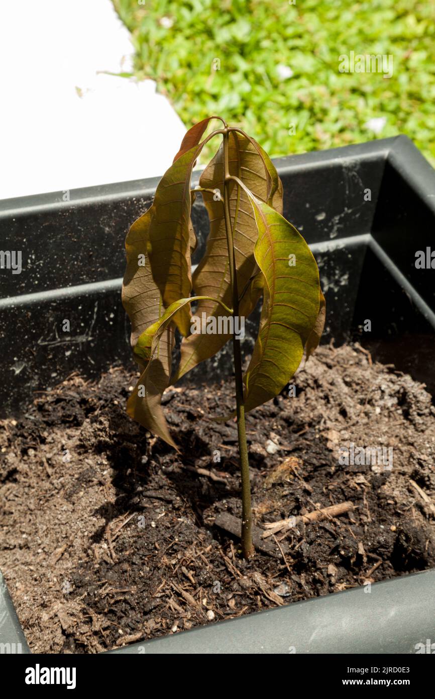 Mango tree seedling sprouts in organic dirt in a garden in Miami ...