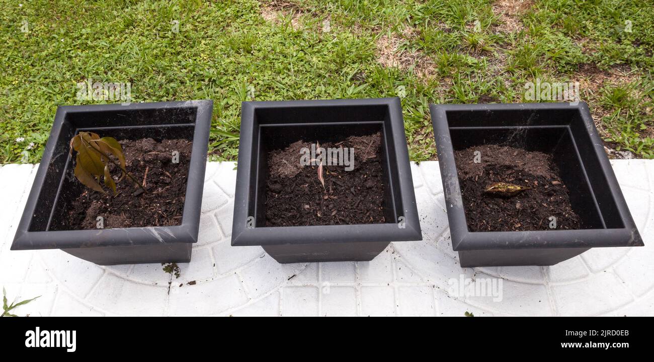 Three stages of Mango tree seedling sprouts in organic dirt in a garden ...