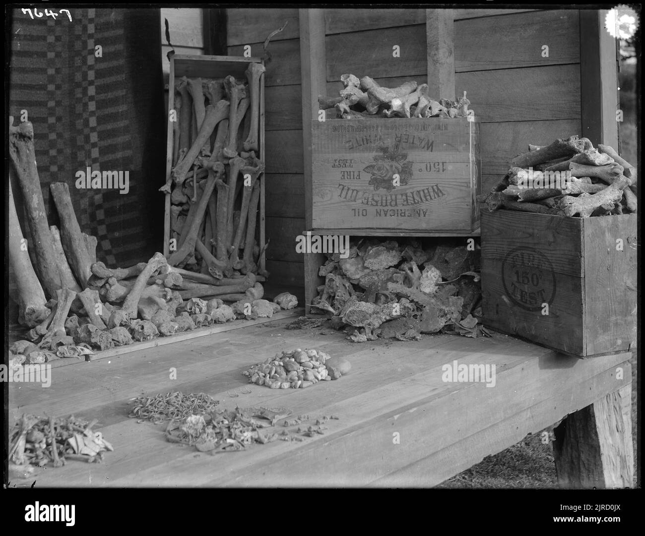 Moa bones hi-res stock photography and images - Alamy