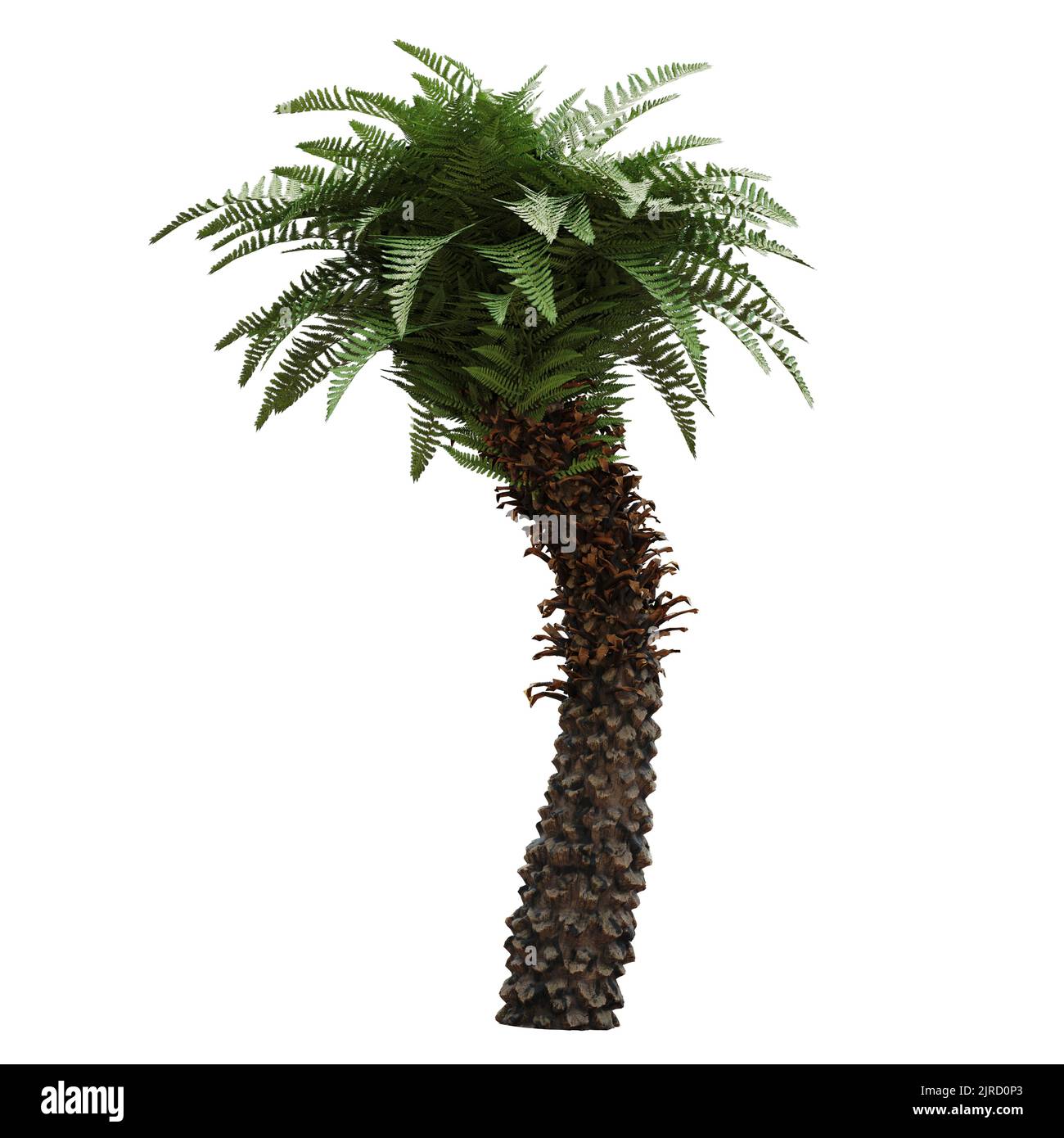 tree fern, exotic tropical plant isolated on white background Stock ...