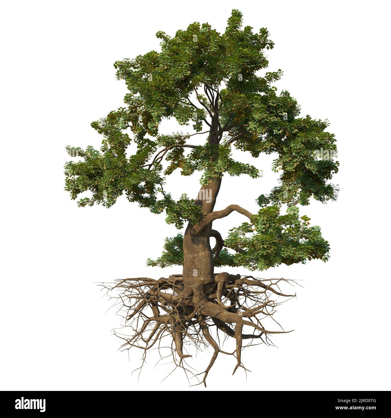 maple tree with roots isolated on white background Stock Photo - Alamy