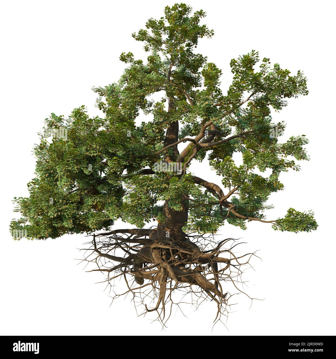 tree with roots isolated on white background Stock Photo - Alamy