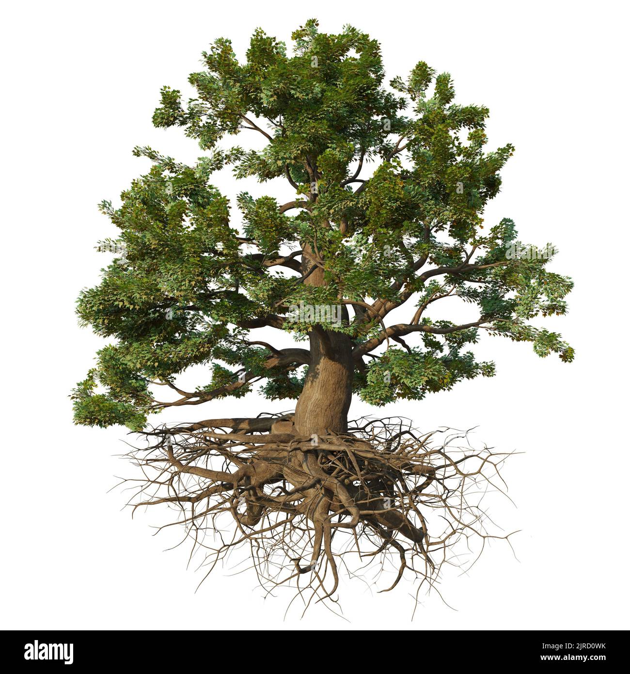 tree with roots isolated on white background Stock Photo - Alamy