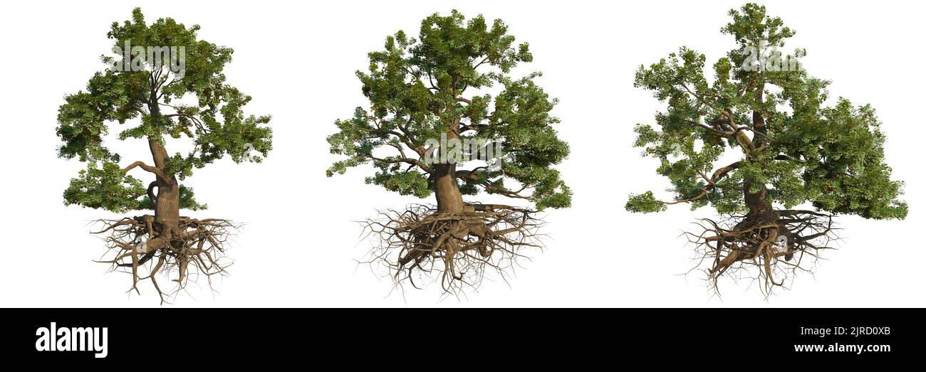 trees with roots isolated on white background banner Stock Photo - Alamy