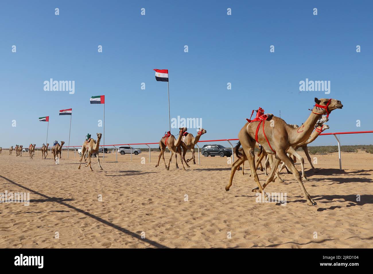El Alamein City, Egypt. 23rd Aug, 2022. Camels compete with robot ...